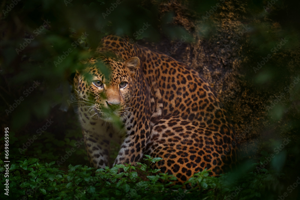 Javan leopard, Panthera pardus melas, hidden in nature habitat, Java ...