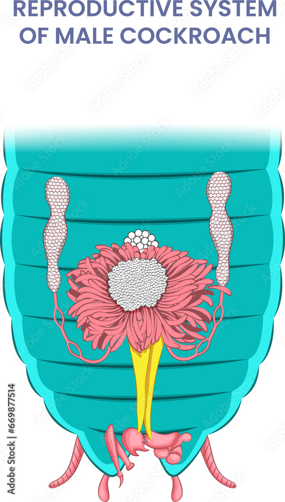 Male cockroaches have testes and an aedeagus for sperm transfer in ...