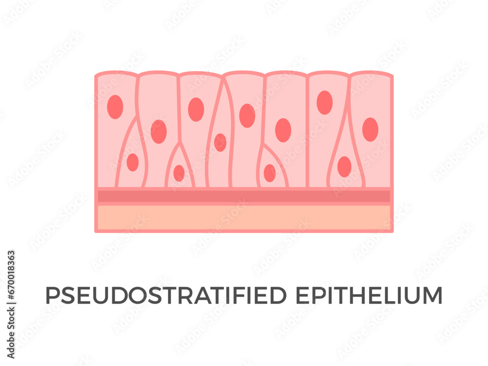 Pseudostratified epithelium. Epithelial tissue types. Single layer of ...