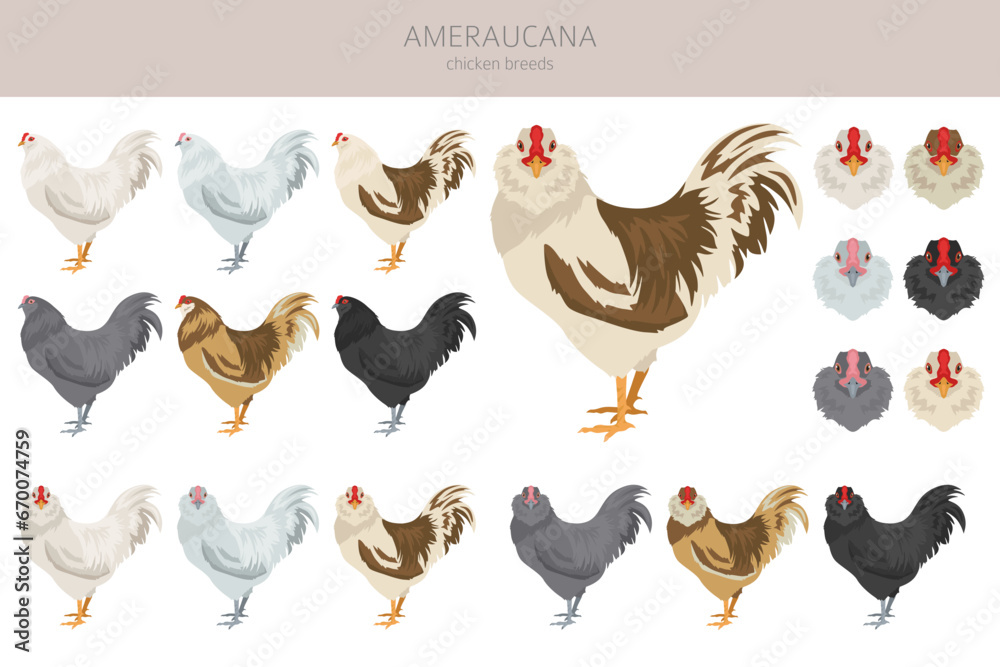 Ameraucana Chicken breeds clipart. Poultry and farm animals. Different ...