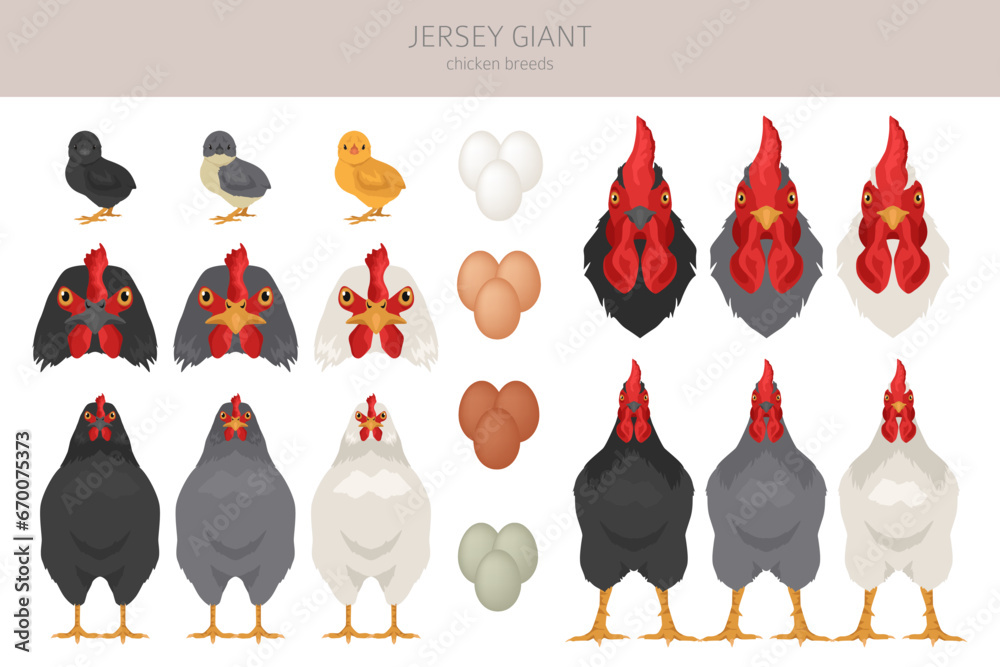 Jersey Giant Chicken breeds clipart. Poultry and farm animals ...