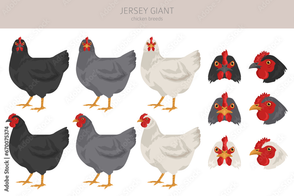 Jersey Giant Chicken breeds clipart. Poultry and farm animals ...