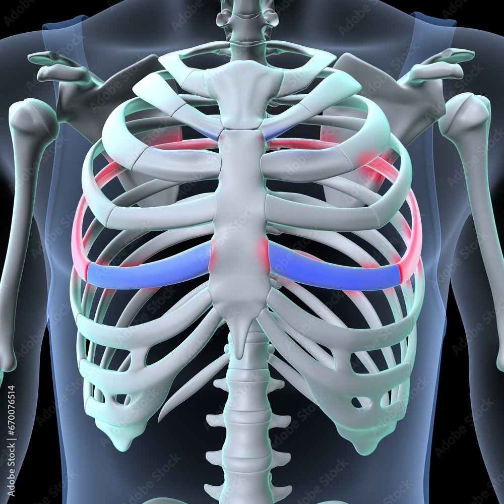 male skeleton ribs,sacrum,lumbar vertebrae,scapula and sternum anatomy ...
