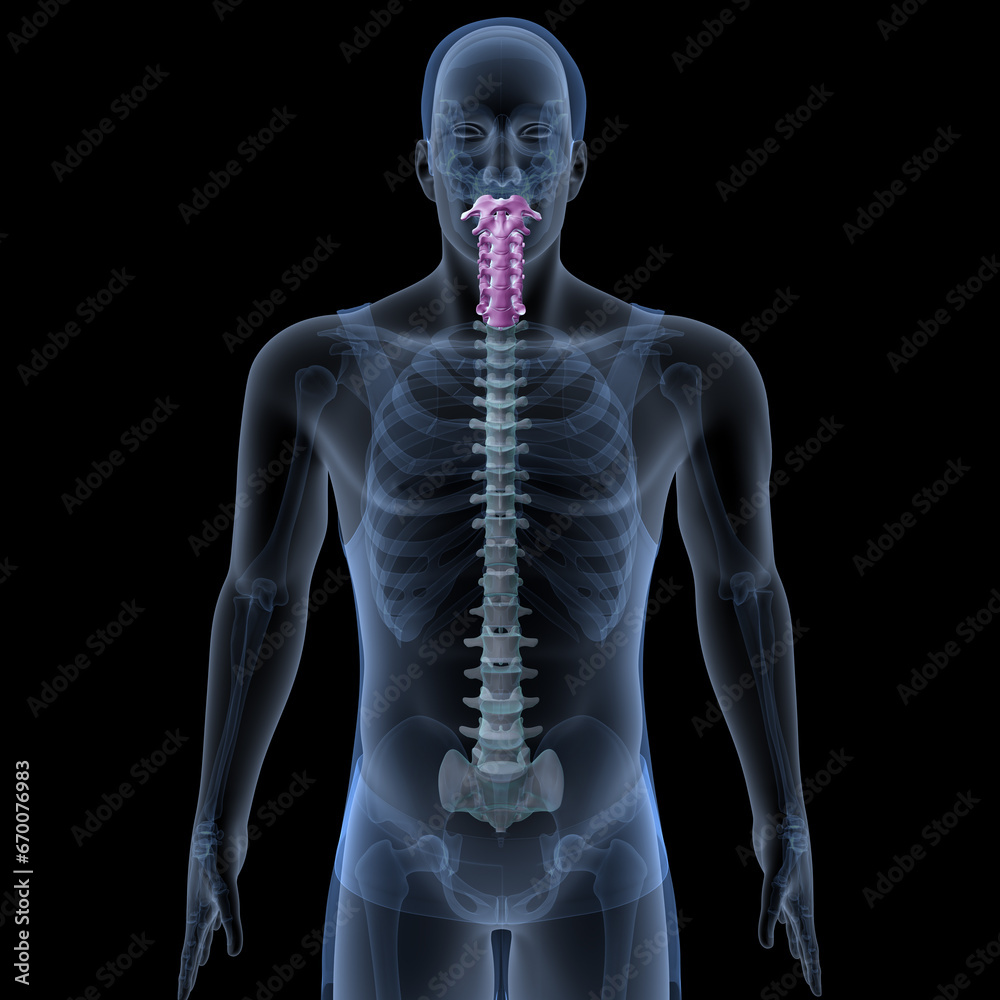 male skeleton ribs,sacrum,lumbar vertebrae,scapula and sternum anatomy ...