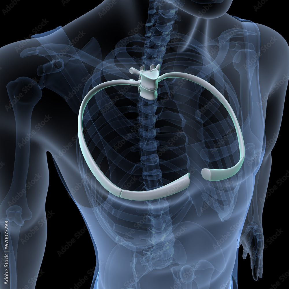 Ilustración de Stock human skeleton scapula,ribs,sternum and manubrium ...