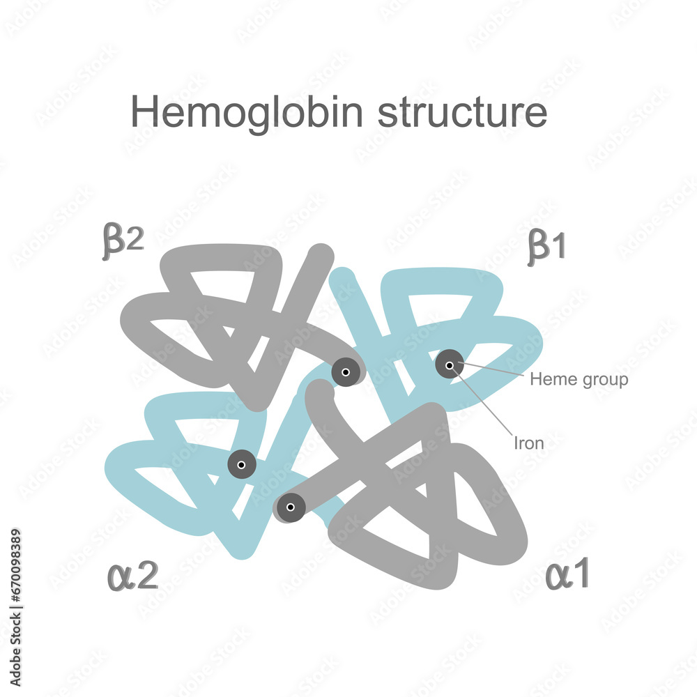 The picture of quaternary structure of Hemoglobin (Hb or Hgb ...