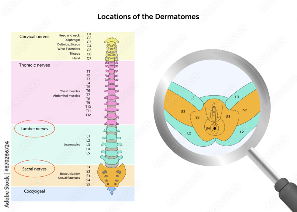 Location of the dermatomes female Stock Vector | Adobe Stock