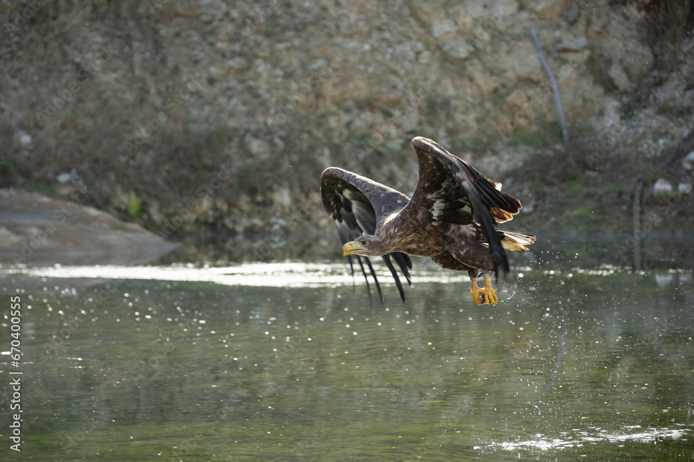 White Tailed Eagle (Haliaeetus albicilla) in flight. Also known as the ...