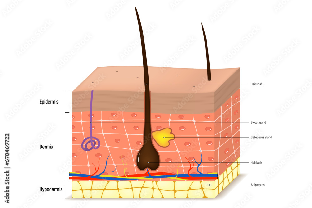 Skin layers structure vector. Human skin anatomy. Epidermis, dermis ...