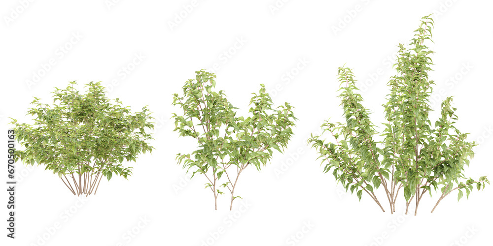 Weeping fig Trees isolated on white background, tropical trees isolated ...