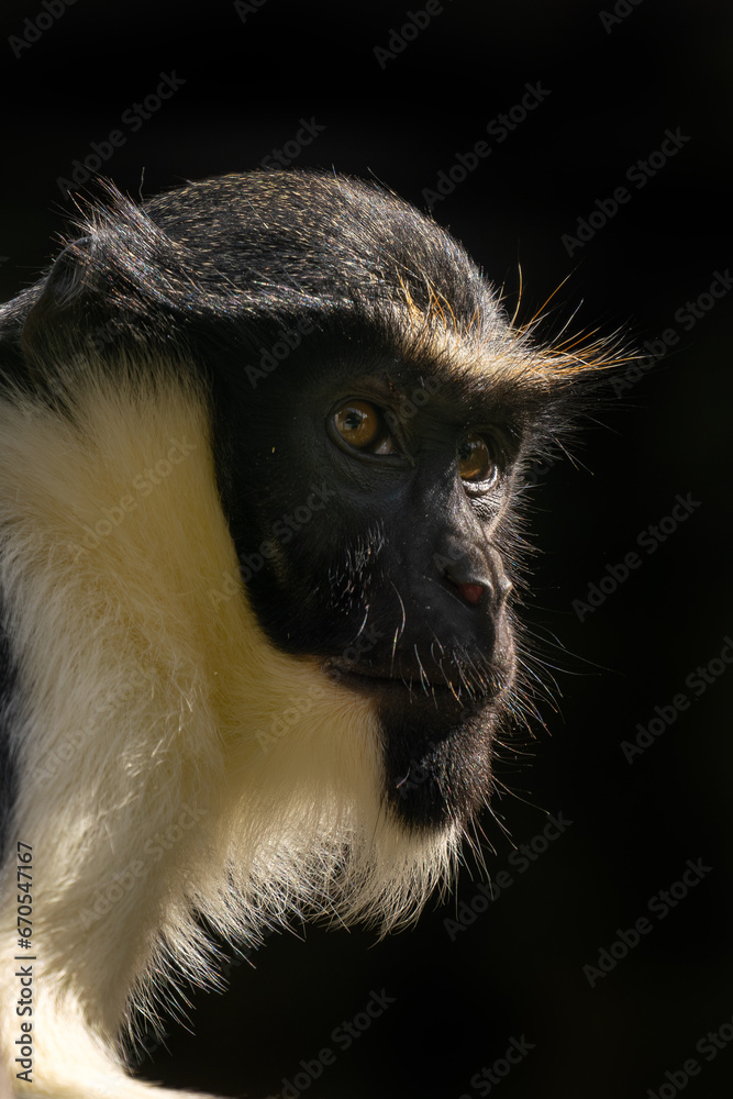 Diana Monkey - Cercopithecus diana, portrait of colored beautiful Old ...