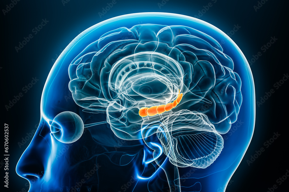 Hippocampus x-ray profile close-up view 3D rendering illustration with ...
