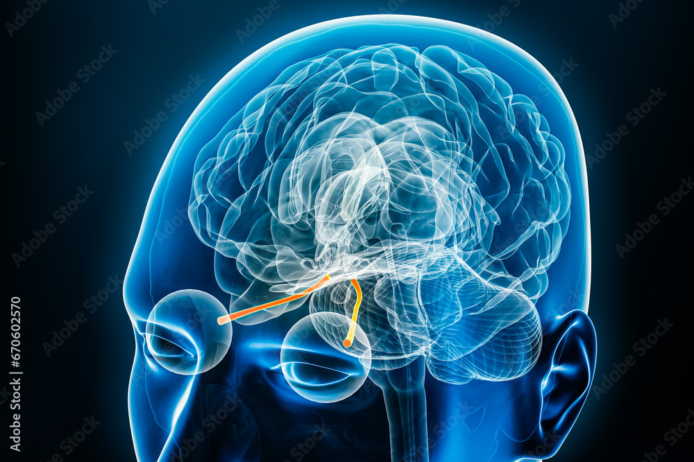 Xray view of the optic nerves with brain 3D rendering illustration ...