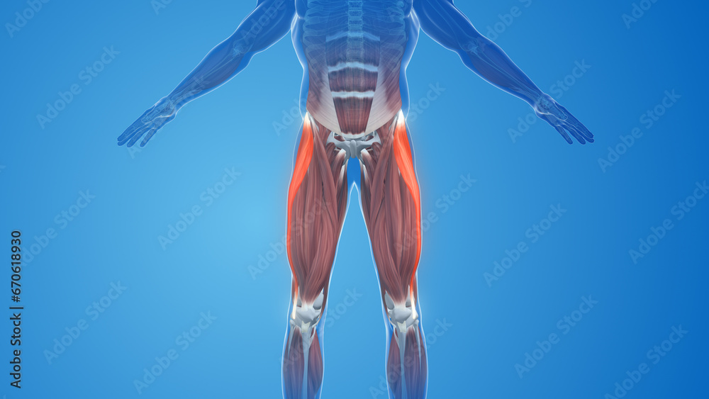 Tensor Fasciae Latae Muscles pain and injury Stock Illustration | Adobe ...