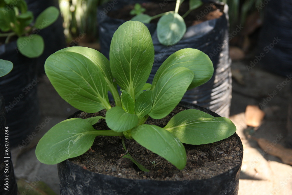 Bok choy, pak choi or pok choi is a type of Chinese cabbage, used as ...