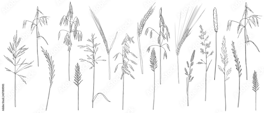 vector drawing grass plants, line drawing floral elements, hand drawn ...