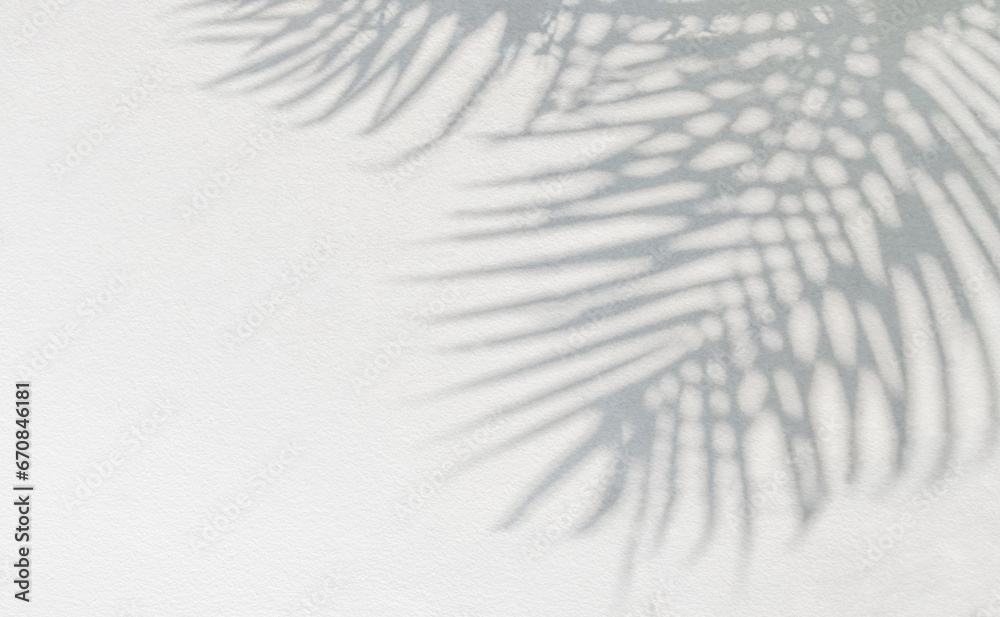 Grey shadow of natural palm leaf abstract background falling on white ...