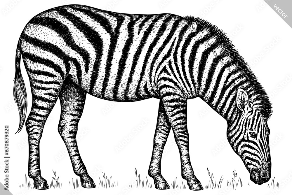 Vintage engraving isolated zebra horse set illustration ink sketch ...