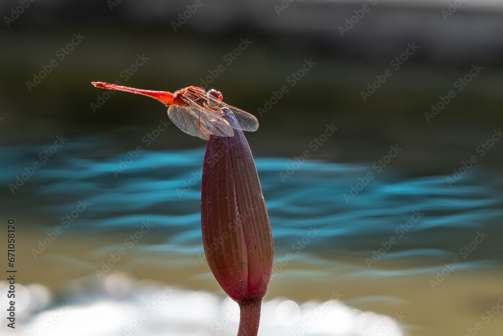 The scarlet skimmer or ruddy marsh skimmer, Crocothemis servilia, is a ...