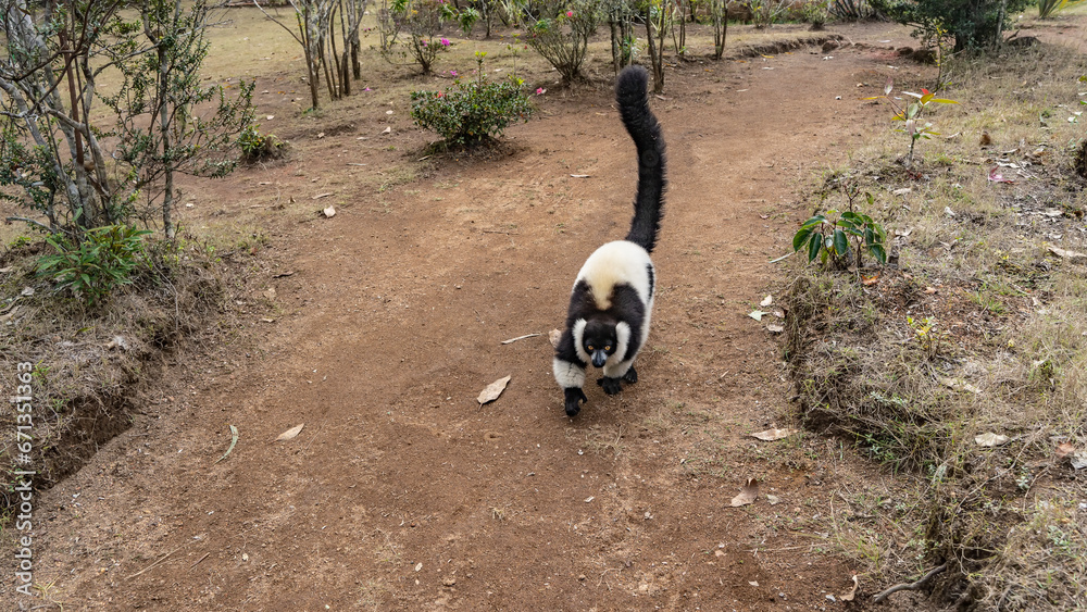 Black and white lemur vari Varecia variegata runs along a dirt track ...