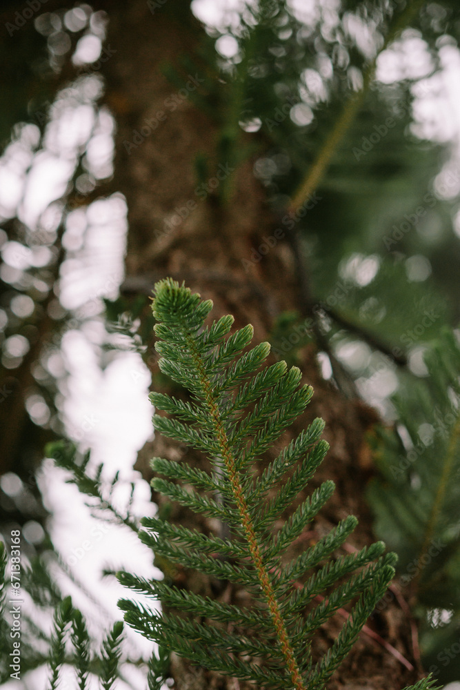 Araucaria columnaris, the coral reef araucaria, Cook pine, New ...