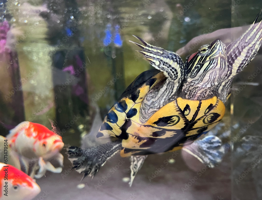 Red-eared turtle or yellow-Bellied lat. Trachemys scripta stripped ...