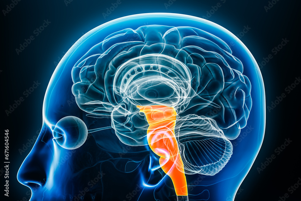 Brainstem or brain stem x-ray profile close-up view 3D rendering ...