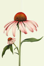 Flower Echinacea, Floral Free Stock Photo - Public Domain Pictures