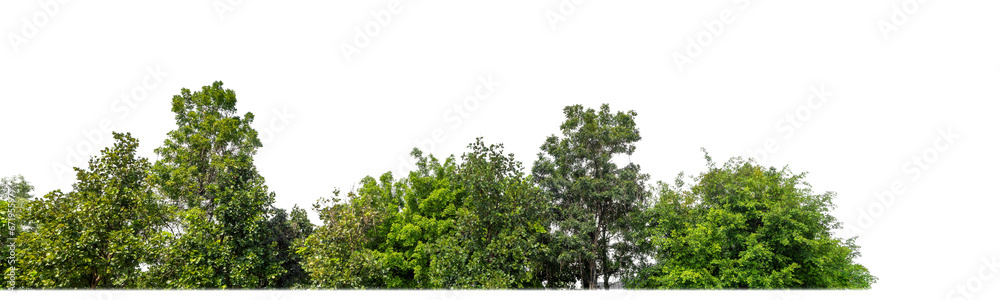 Green Trees on transparent background. are Forest and foliage in summer ...