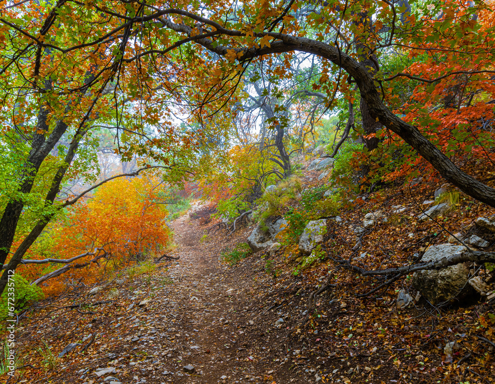 Misty Morning and Fall Color in The Smith Springs Trail, Guadalupe ...