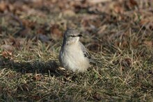 Mockingbird On Ground Close-up Free Stock Photo - Public Domain Pictures