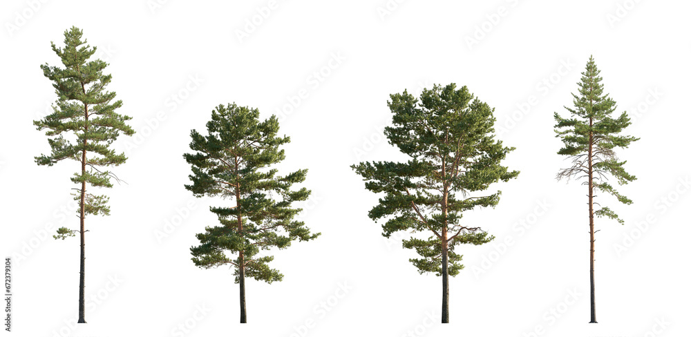 Pinus sylvestris Scotch pine spruce big tall tree isolated png on a ...
