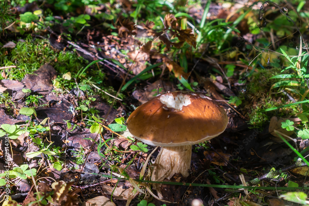 The white mushroom grew up in the forest. A representative of the genus ...