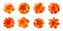 Chrysanthemum Flower Blossom Orange Free Stock Photo - Public Domain ...