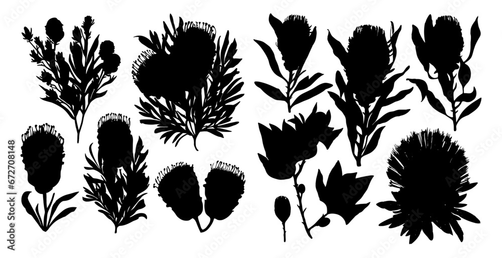 Banksia silhouettes Stock Vector | Adobe Stock