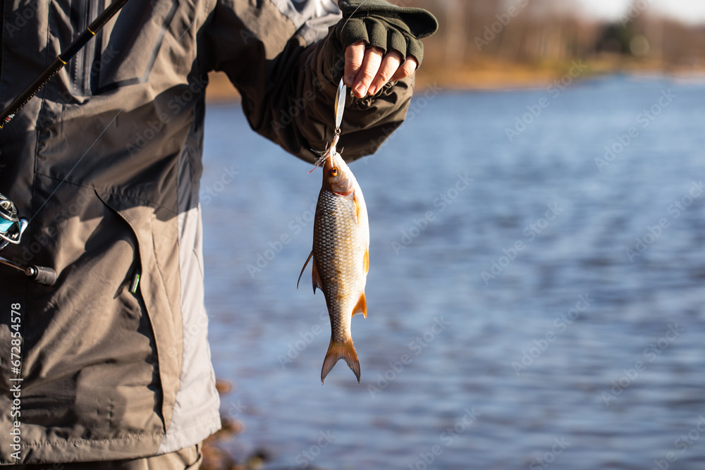 Bait spoon fishing accessory. Victim of poaching. On hook. Fish caught ...