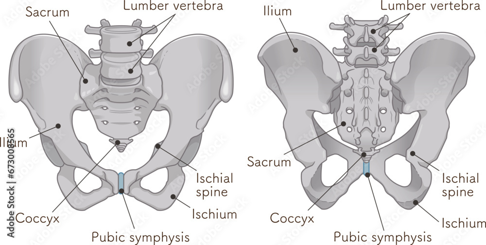 骨盤、pelvis、寛骨、ilium、仙骨、sacrum、坐骨、ischium、イラスト、illustration Stock Vector ...
