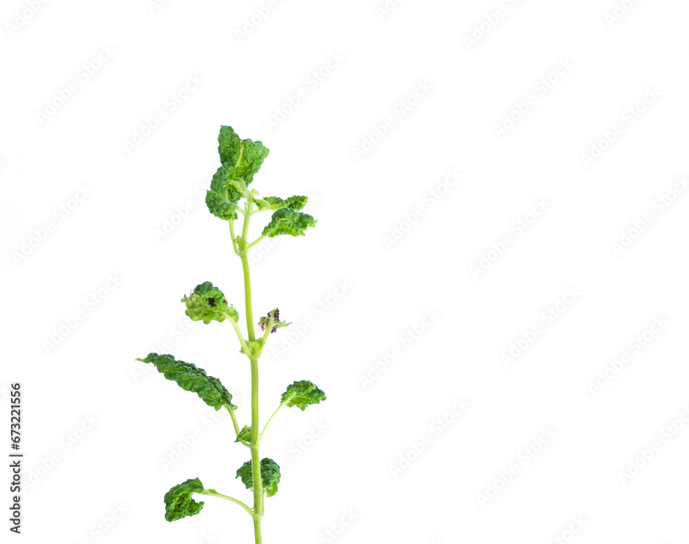 Holy Basil with curled leaves caused by insect damage on white ...