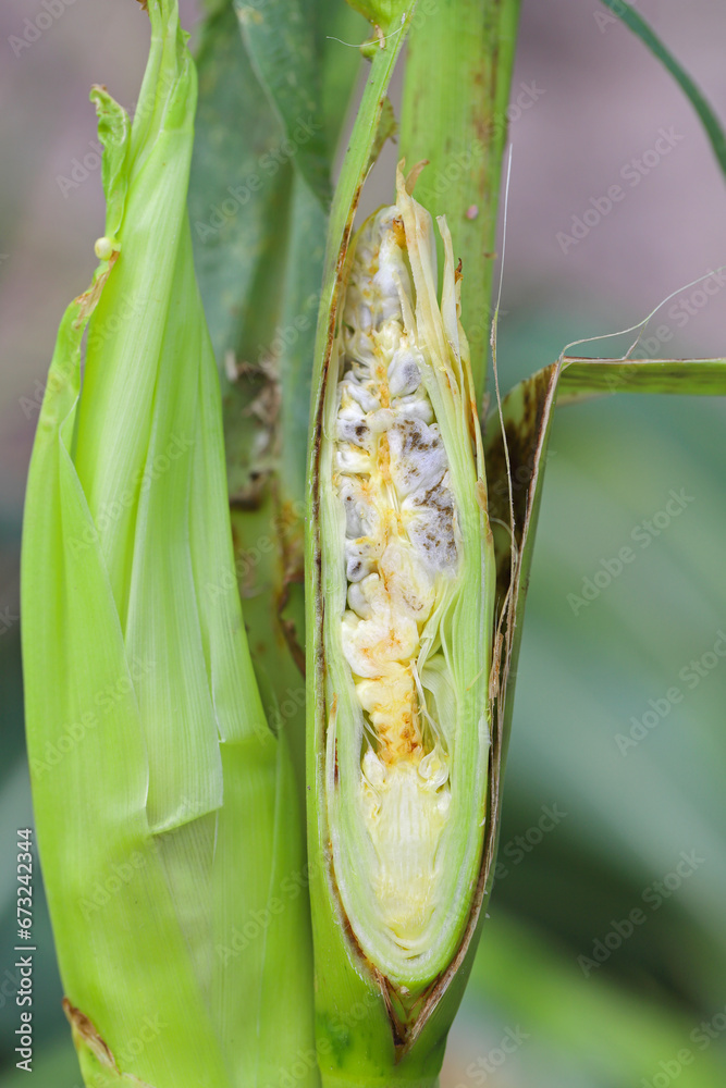 Corn smut (Ustilago maydis) is a fungus parasite of corn. Is an edible ...