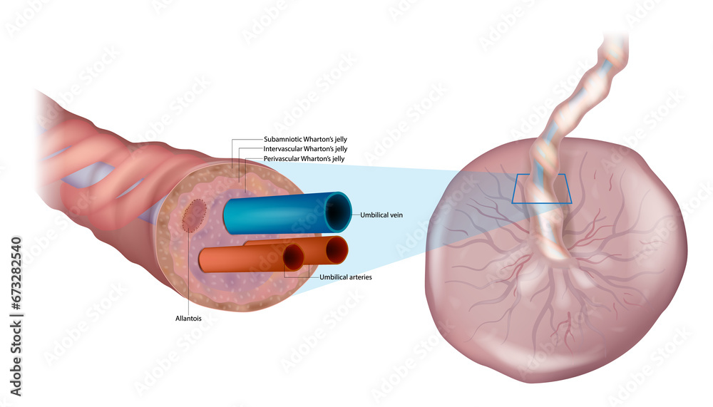 Anatomy of the umbilical cord. Cross-sectional diagram of human ...