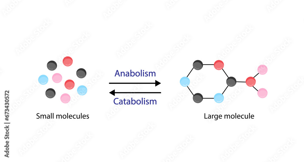 Anabolism, Catabolism. Anabolism is a process of building up complex ...