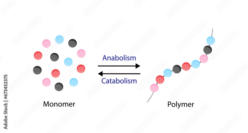 Anabolism, Catabolism. Anabolism is a process of building up complex ...