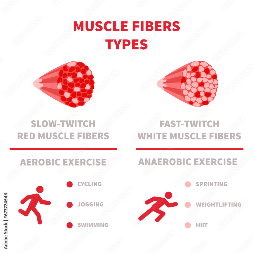Vektor Skeletal muscle fiber types with slow twitch and fast twitch ...