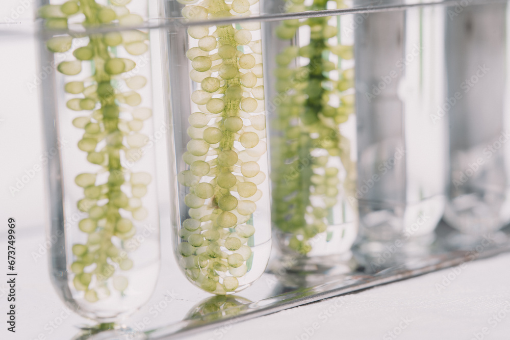 process production and experiment of fuel. Photobioreactor in ...