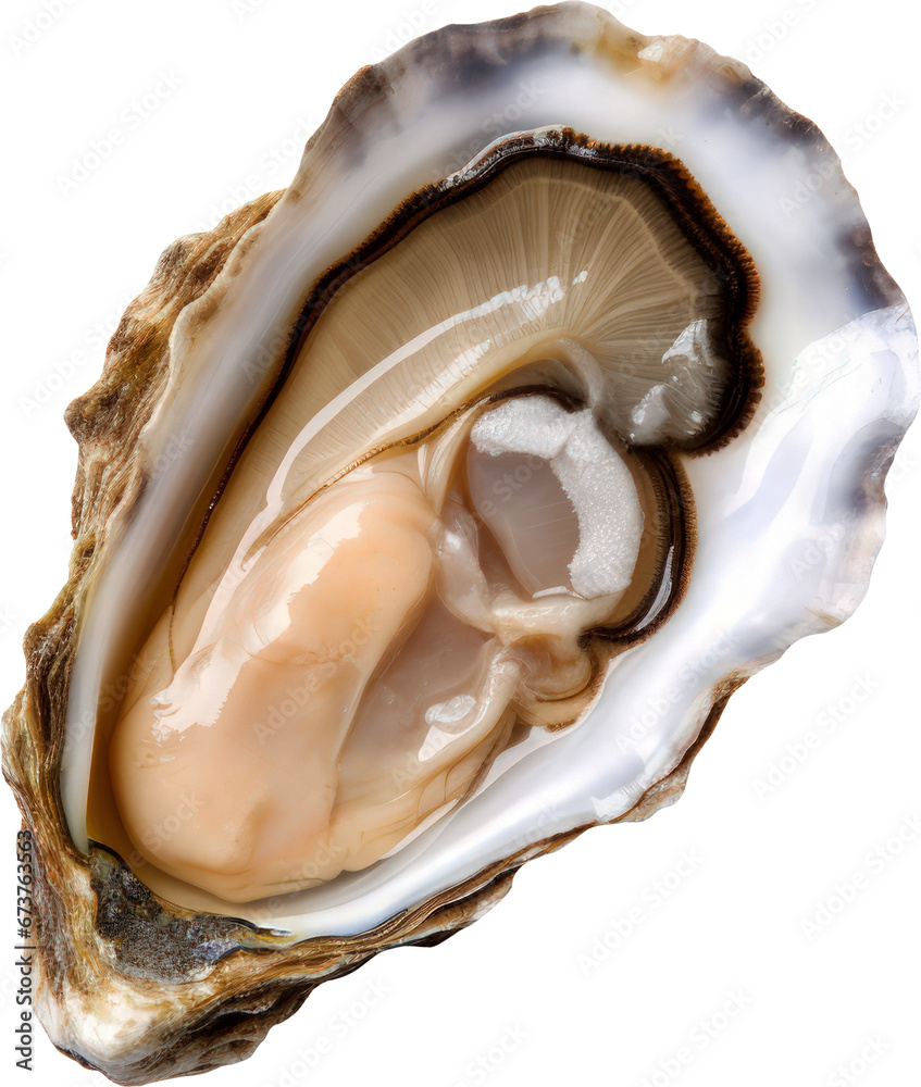 Oyster transparent background PNG clipart Stock Illustration | Adobe Stock
