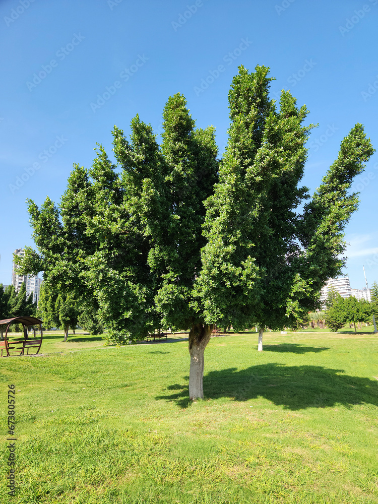 Ficus benjamina, also known as weeping fig, benjamin fig or ficus tree ...