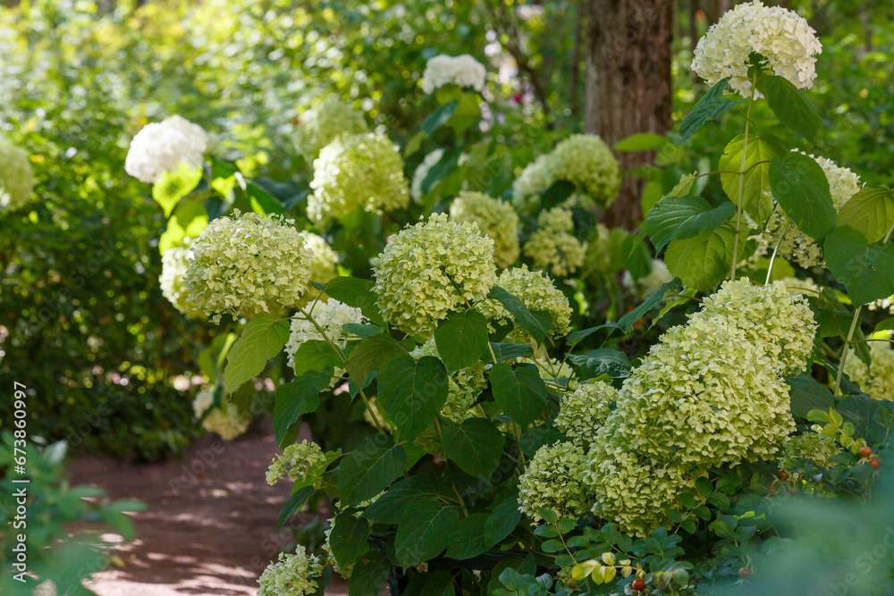 Tree hydrangea ( lat. Hydrangea arborescens ) is a species of plant of ...