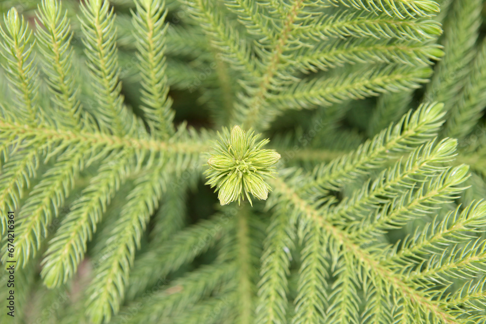 The evergreen shoots of the Norfolk cypress (Araucaria heterophylla ...