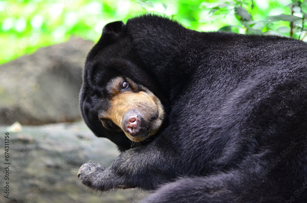 Stock-Foto „Malayan Sun Bear, the smallest bear in the world. The body ...