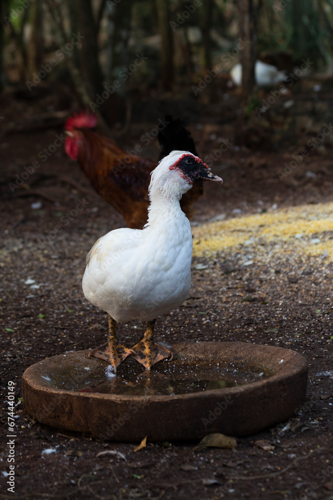Pato, blanco, corral de patos y gallinas. Pato tomando agua, paato ...